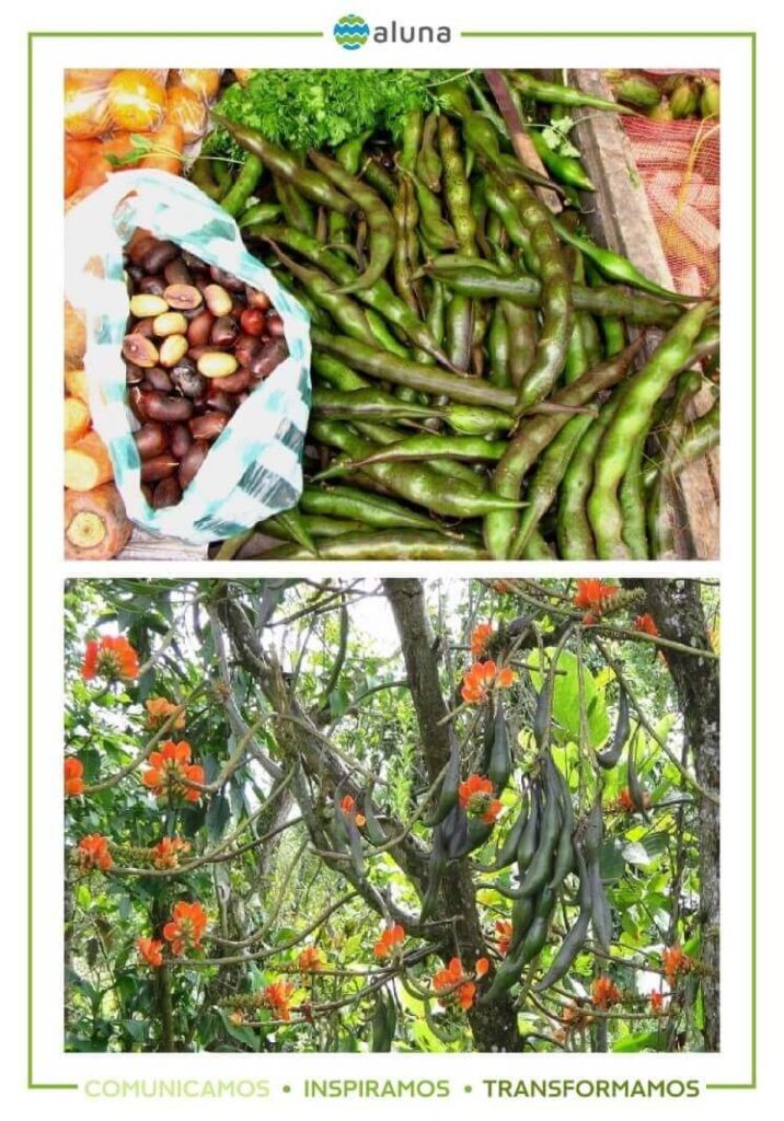 Bocatto di cardinale: Así es el “chachafruto” en procesos de ...