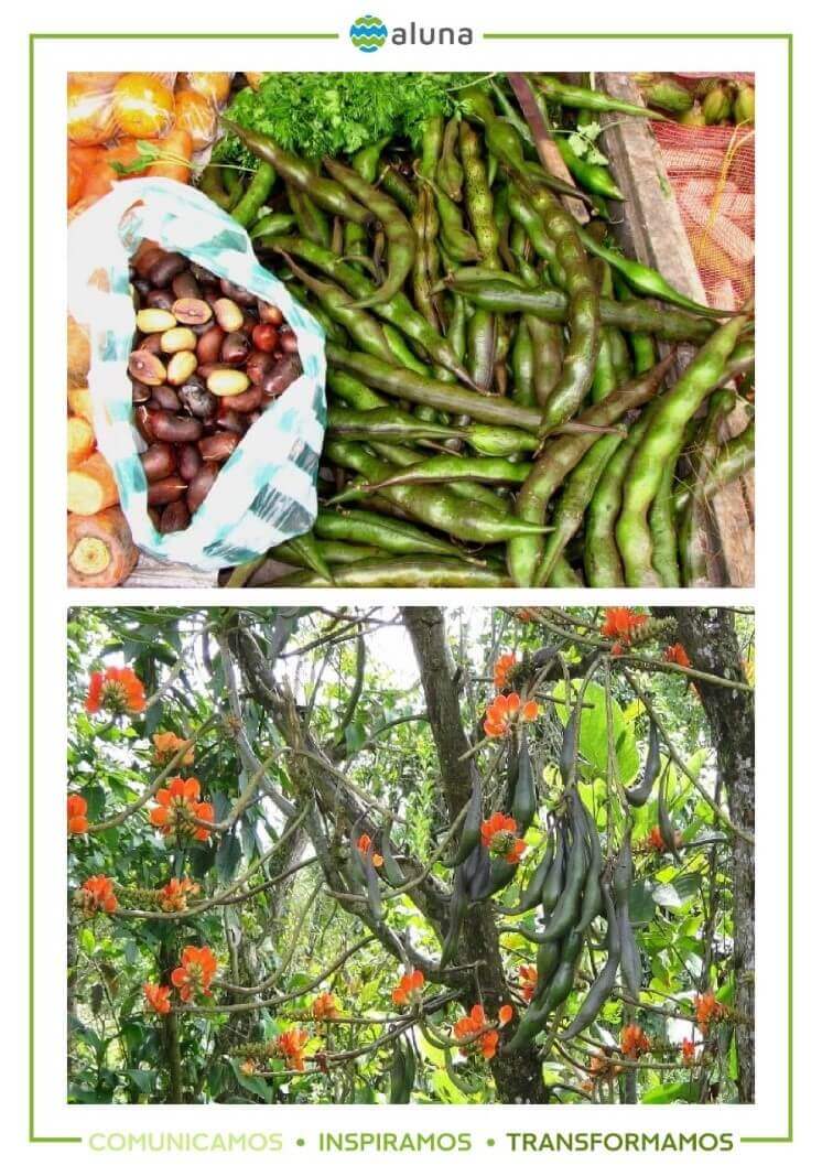 Bocatto di cardinale: Así es el “chachafruto” en procesos de ...